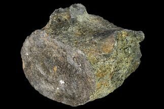 Mammal Fossils For Sale - FossilEra.com