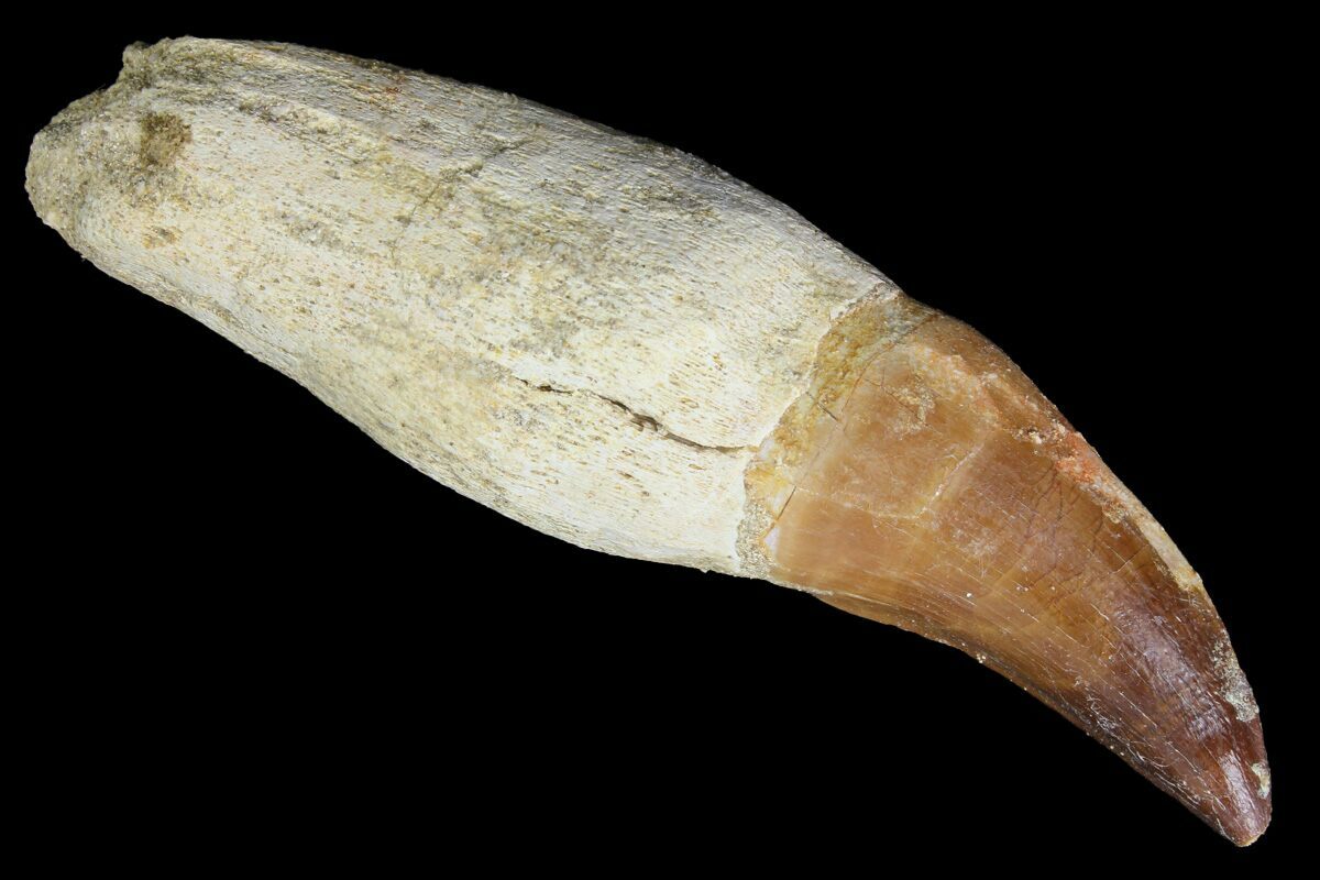 3.4" Fossil Rooted Mosasaur (Prognathodon) Tooth - Morocco (#163913 ...
