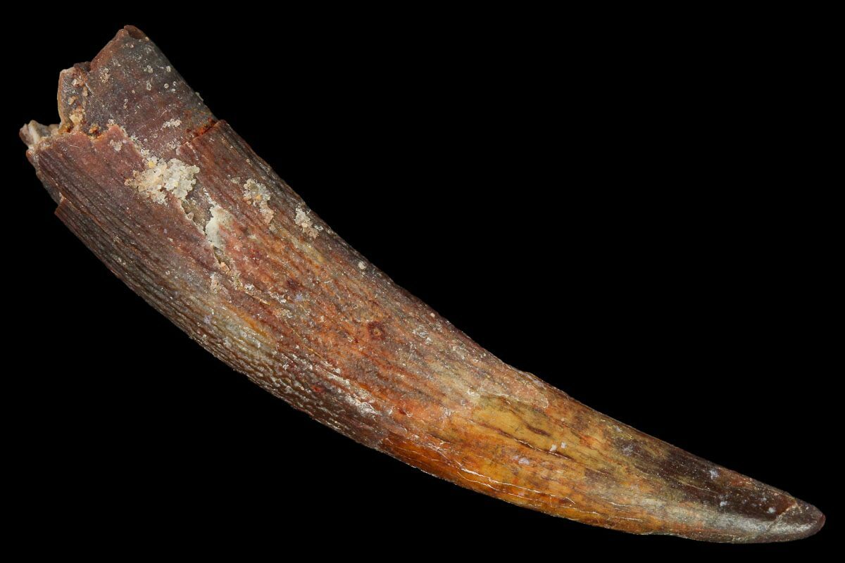 Large, 1.77" Fossil Pterosaur (Siroccopteryx) Tooth - Morocco (#164243 ...