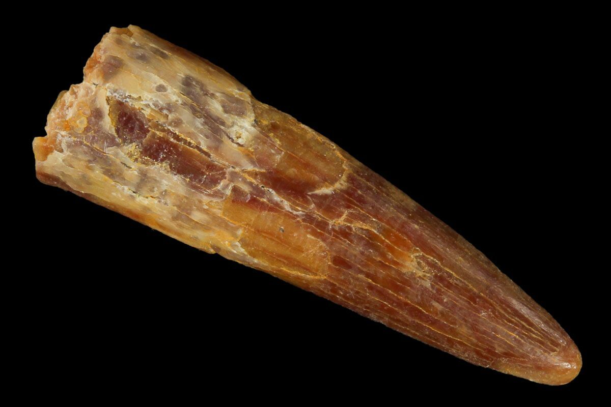 .8" Fossil Pterosaur (Siroccopteryx) Tooth - Morocco (#164253) For Sale ...