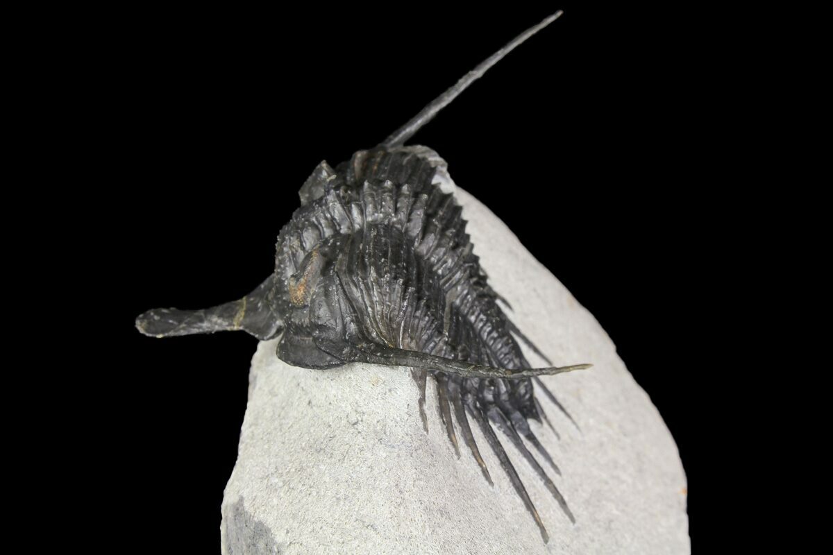 3" Spiny Psychopyge Trilobite - Short Snout Variant (#164506) For Sale ...