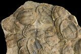 33 x 27" Mortality Plate Of Large Asaphid Trilobites - Taouz, Morocco ...