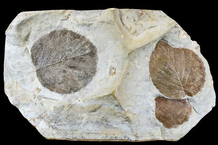 Three Fossil Leaves (Zizyphoides & Davidia) - Montana (#165032) For ...
