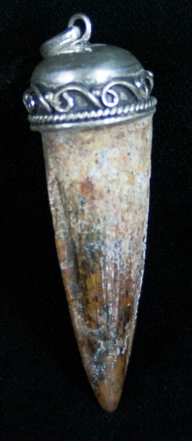 Real Spinosaurus Tooth Pendant - Dinosaur Tooth (#10944) For Sale ...