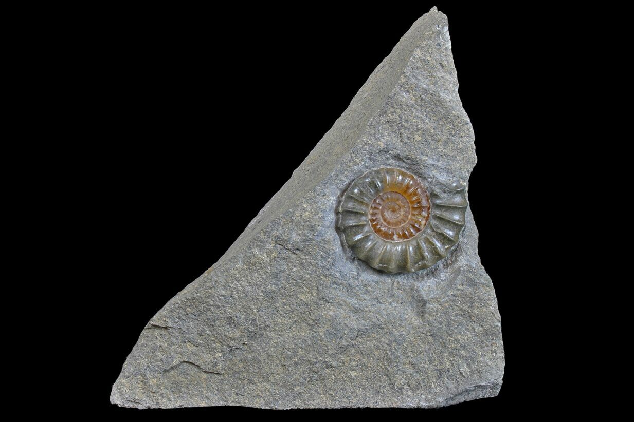 .9" Ammonite (Promicroceras) Fossil - Lyme Regis (#166634) For Sale ...