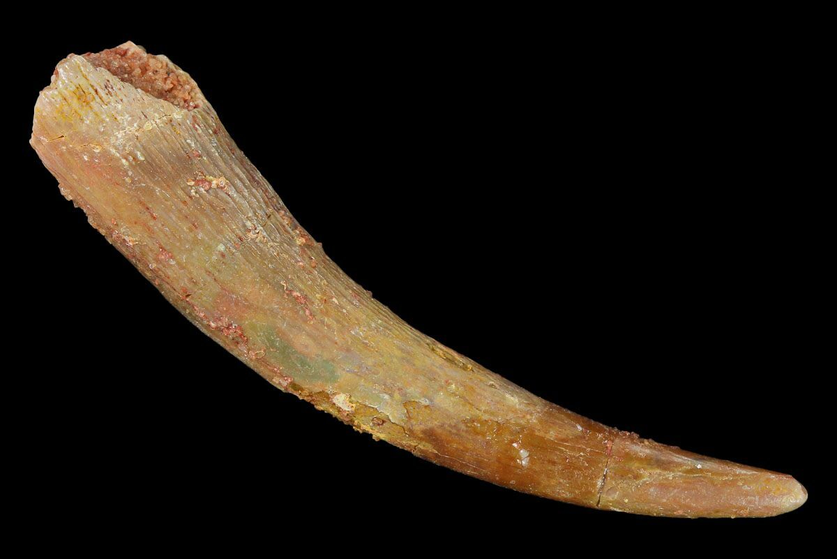 Large, 1.7" Fossil Pterosaur (Siroccopteryx) Tooth - Morocco (#167141 ...