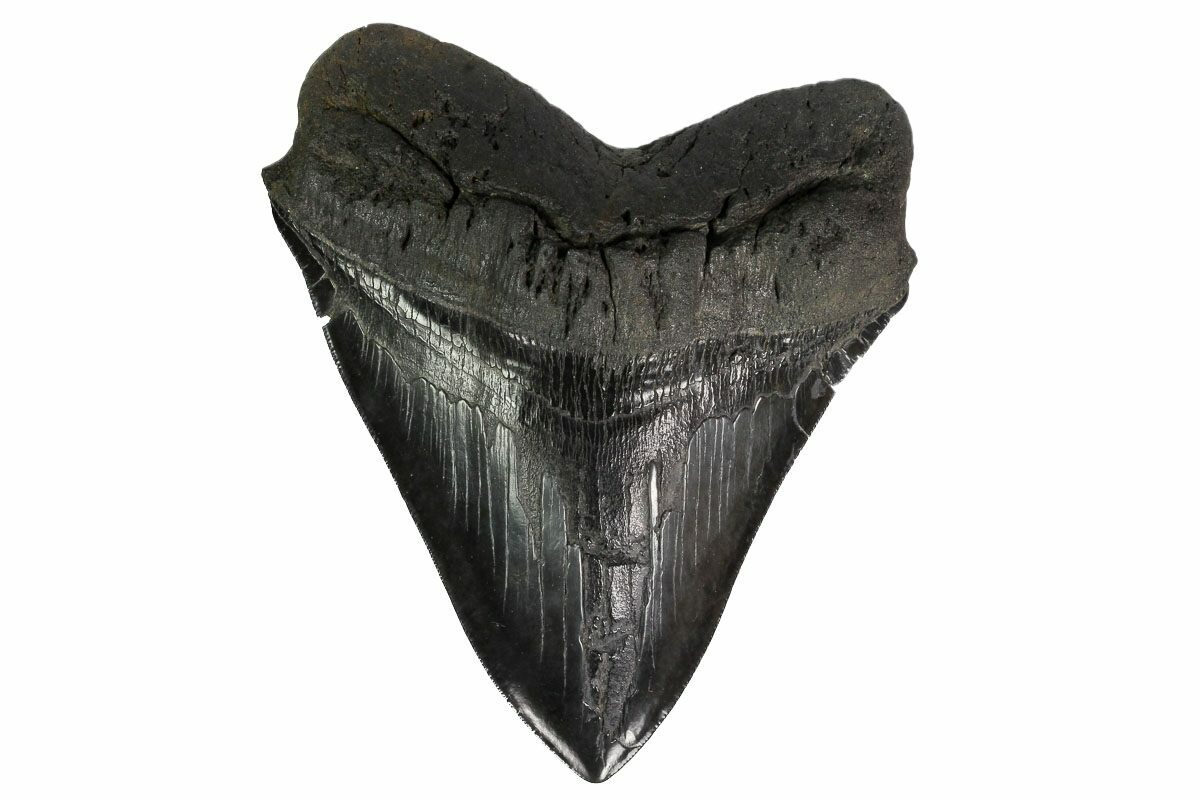 6.15" Fossil Megalodon Tooth - Massive Meg Tooth! (#167981) For Sale ...