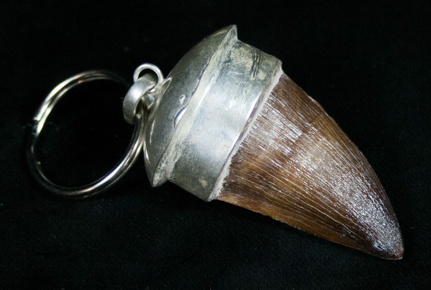 Authentic Fossil Mosasaurus Tooth Keychain (#11063) For Sale ...