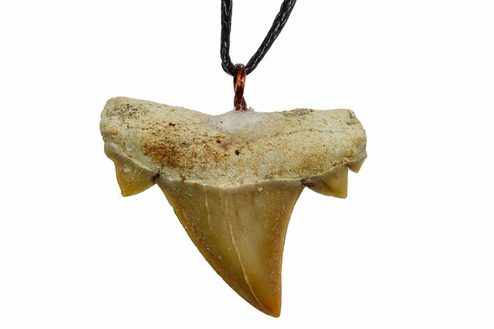 1.05" Fossil Mackerel Shark (Cretolamna) Tooth Necklace -Morocco ...