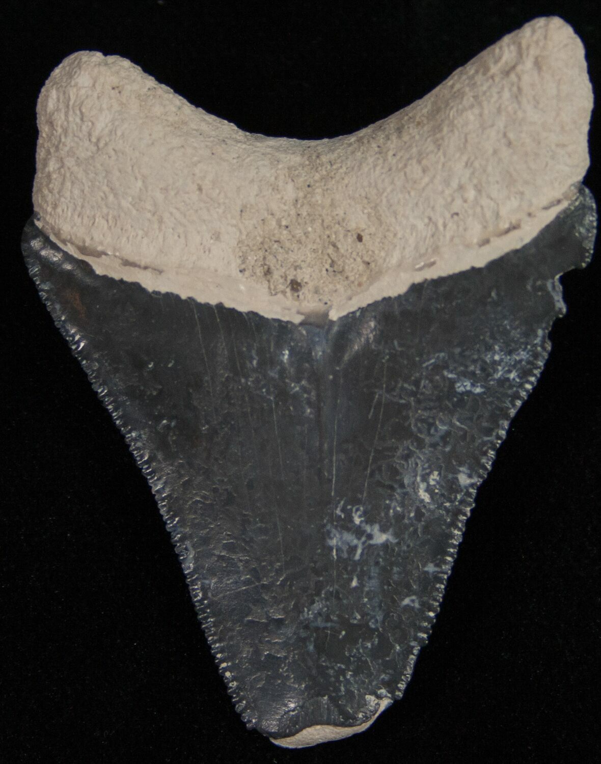 Bargain 2.01" Bone Valley Megalodon Tooth (#11096) For Sale - FossilEra.com