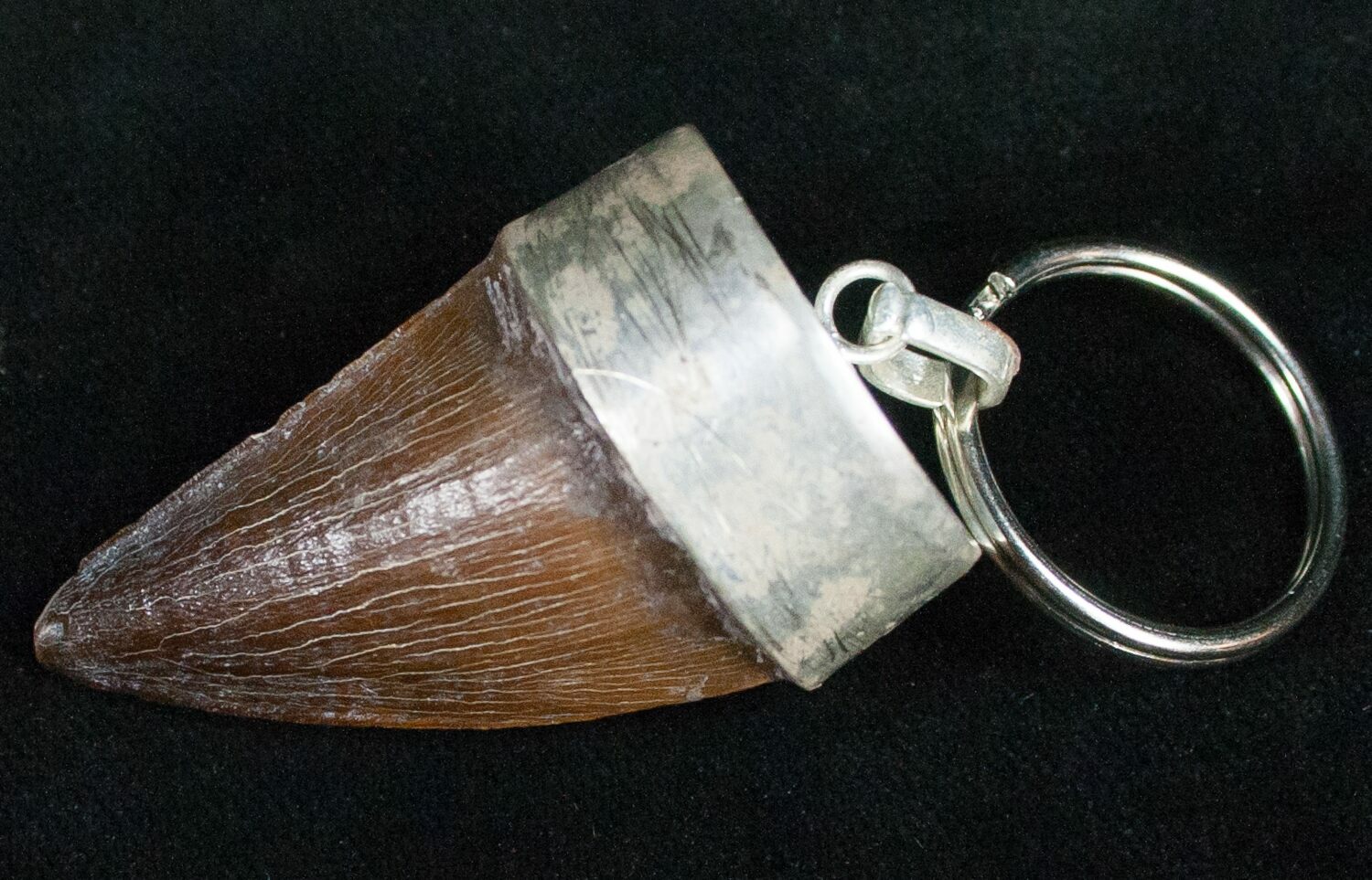 Authentic Fossil Mosasaurus Tooth Keychain (#11139) For Sale ...