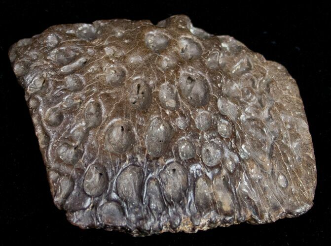 Leidyosuchus Dermal Scute - Cretaceous Crocodilian (#11169) For Sale ...