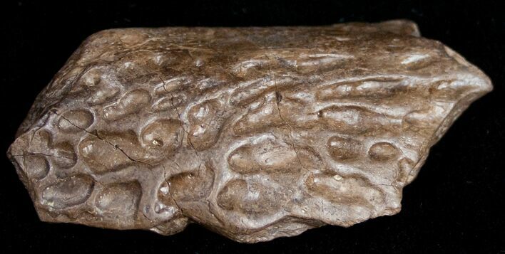 Leidyosuchus Dermal Scute - Cretaceous Crocodilian (#11175) For Sale ...