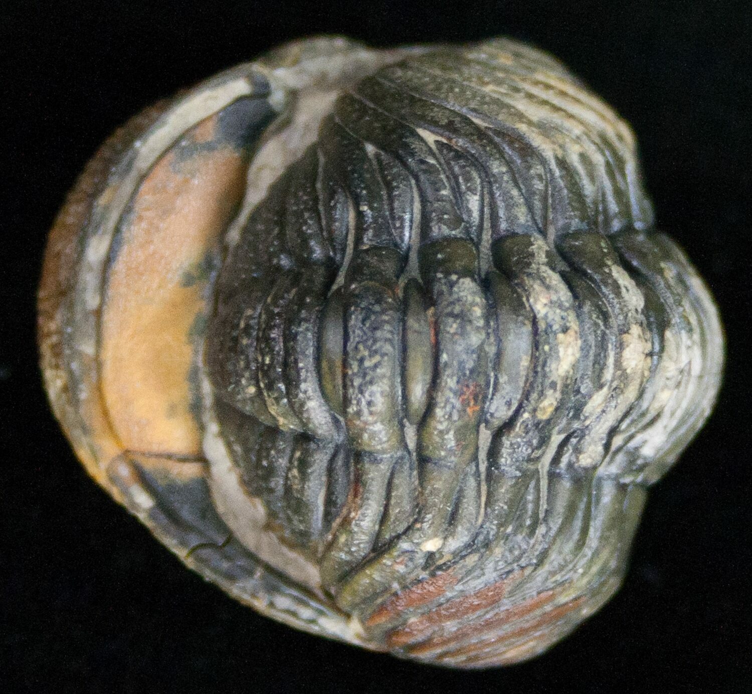 Bumpy, Enrolled Barrandeops (Phacops) Trilobite (#11271) For Sale ...