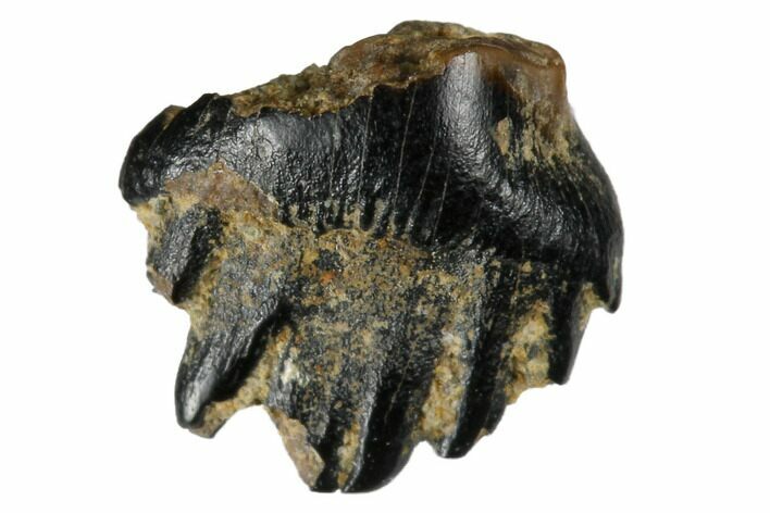 .21" Fossil Pachycephalosaurid Tooth - Montana (#173441) For Sale ...