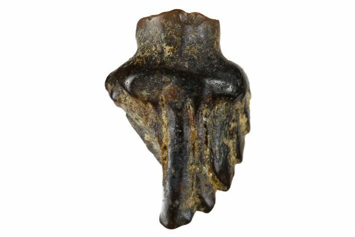 .27" Fossil Pachycephalosaur Tooth - Montana (#173442) For Sale ...
