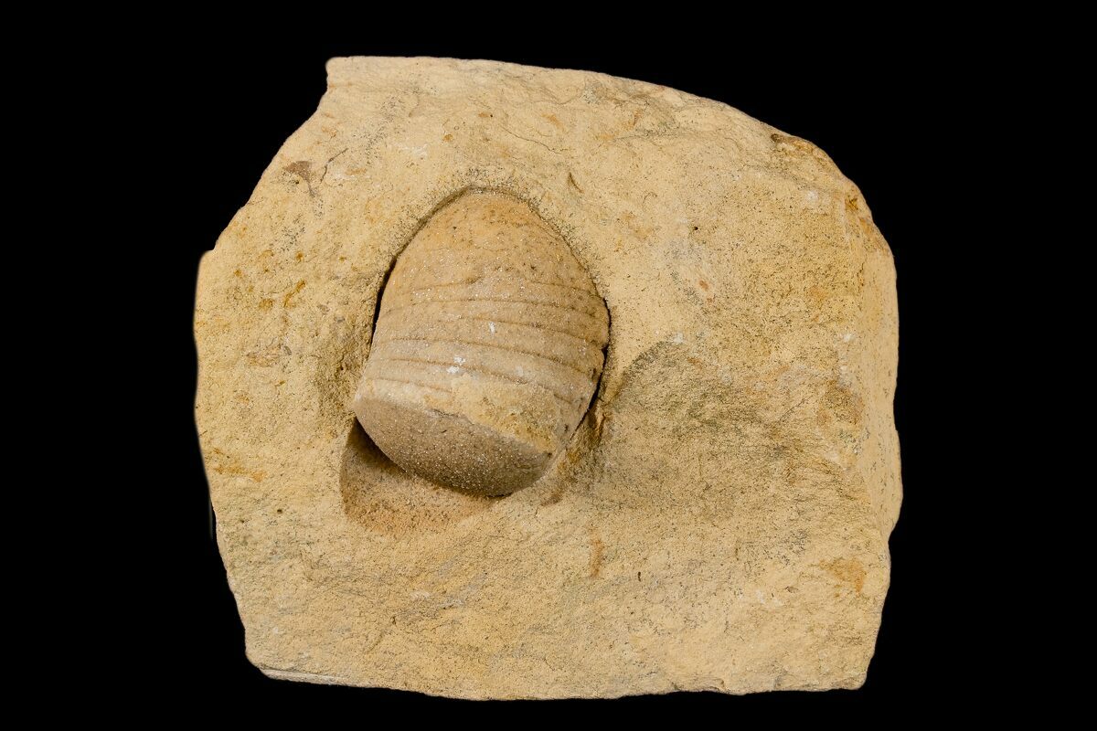 1" Ordovician, Oncoceratid (Beloitoceras) Fossil - Wisconsin (#173933 ...