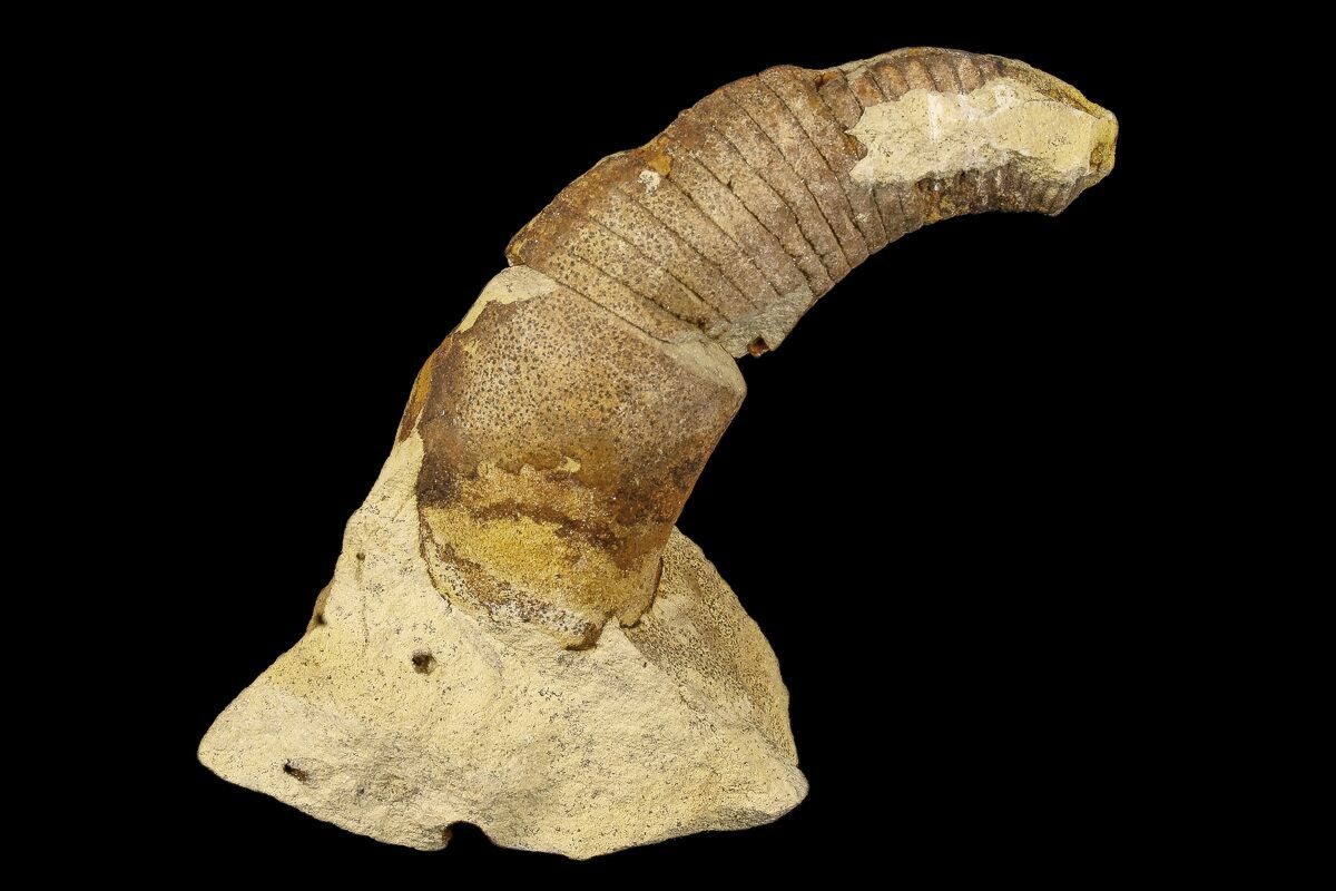 2.25" Ordovician, Oncoceratid (Beloitoceras) Fossil - Wisconsin ...