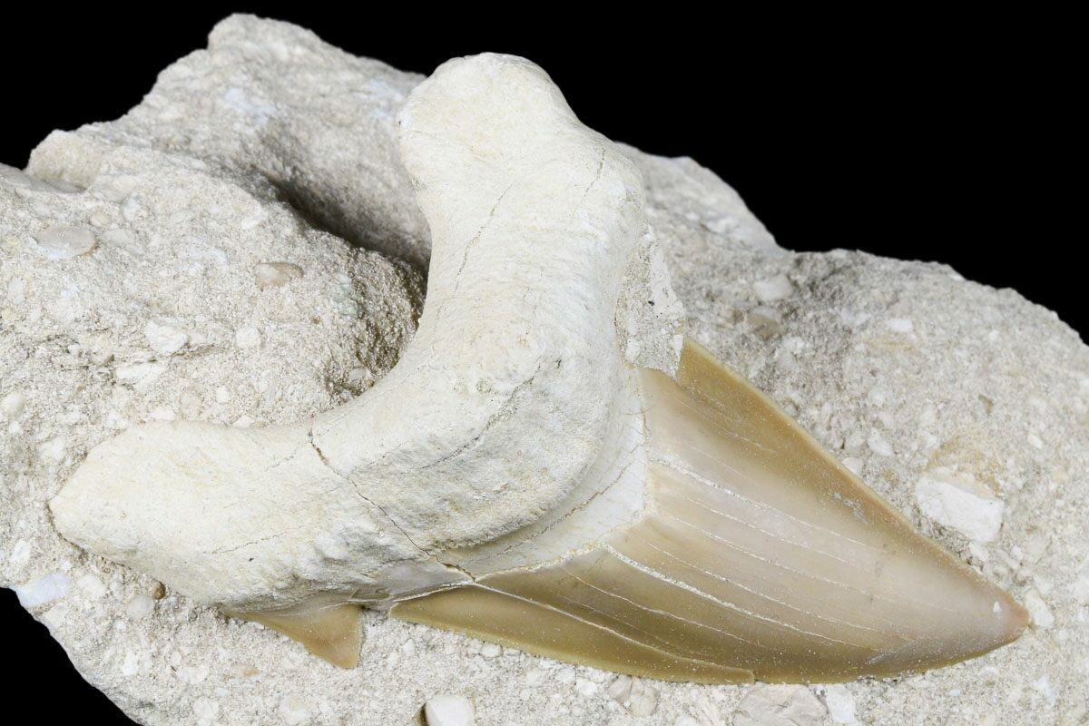 2.95" Otodus Shark Tooth Fossil in Rock - Eocene (#174159) For Sale ...