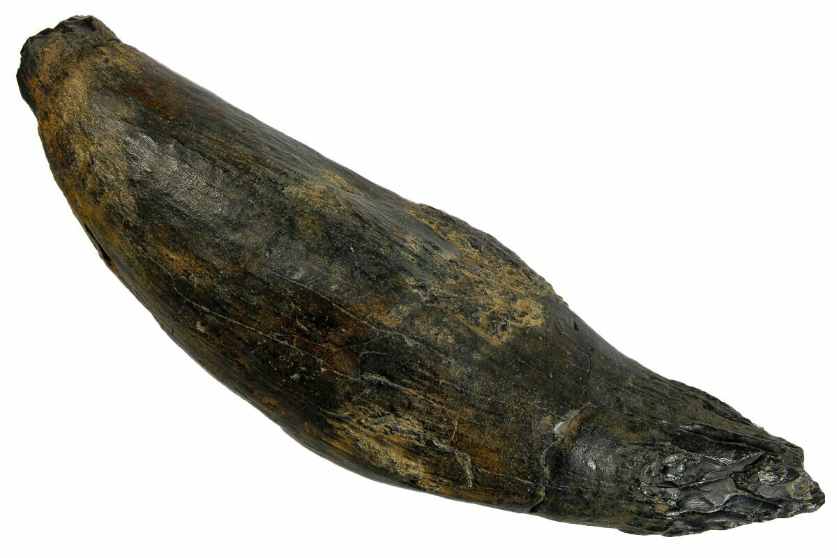 5.5" Fossil Sperm Whale (Scaldicetus) Tooth - South Carolina (#176000 ...