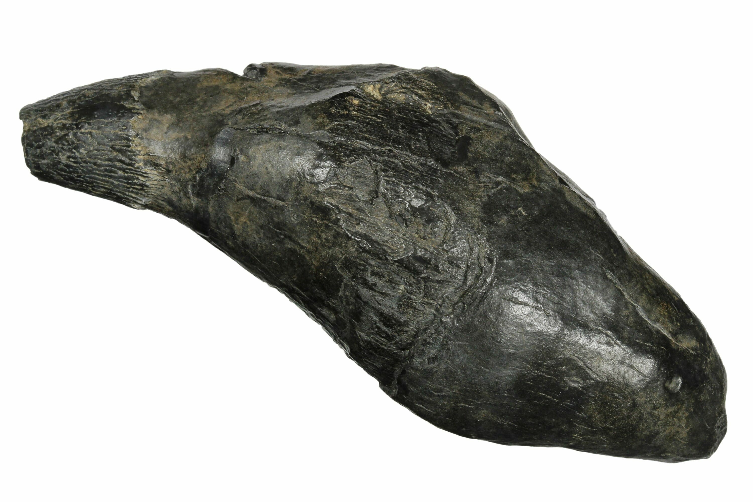 4.3" Fossil Sperm Whale (Scaldicetus) Tooth - South Carolina (#175993 ...