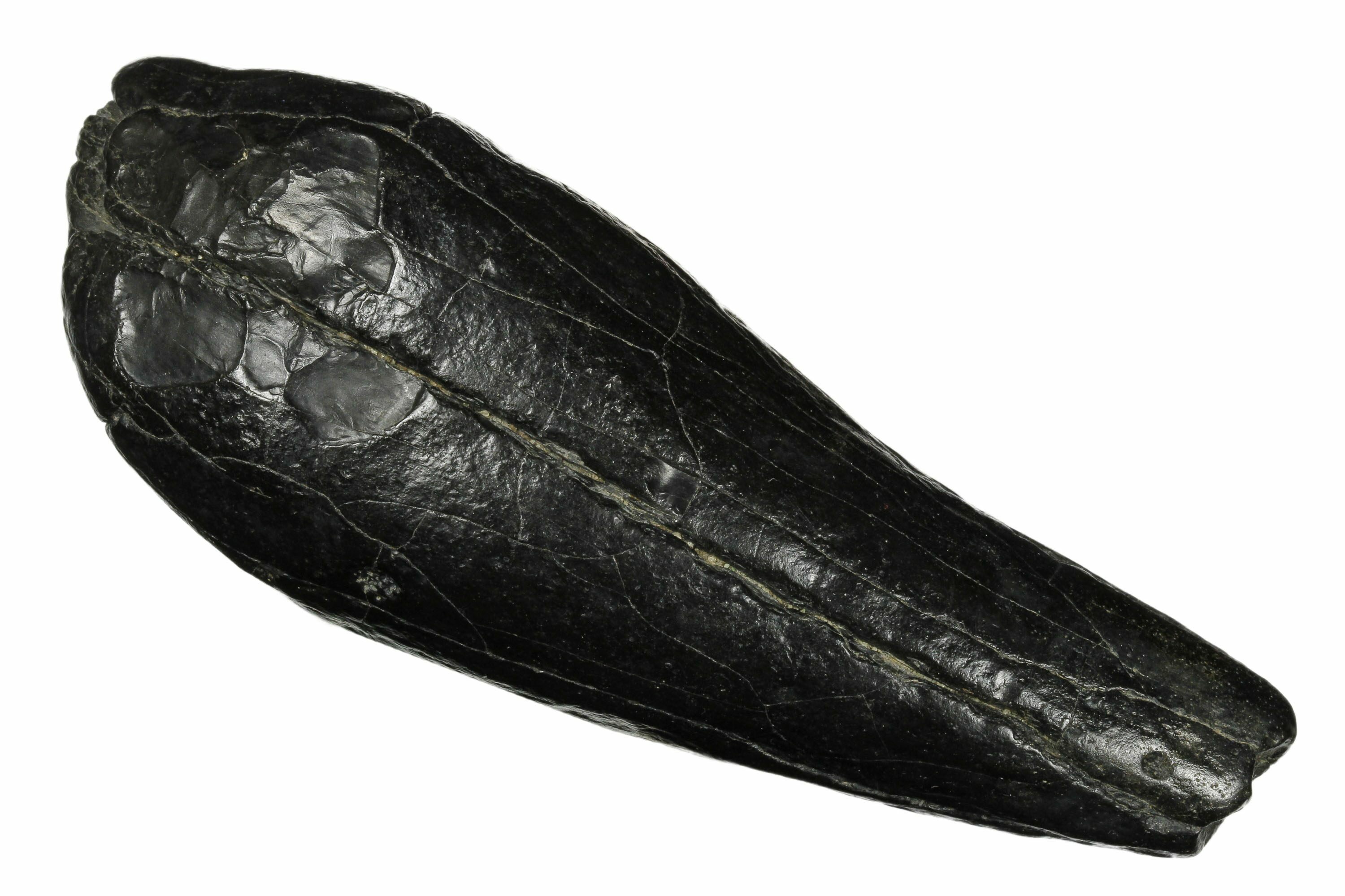 4.7" Fossil Sperm Whale (Scaldicetus) Tooth - South Carolina (#176122 ...