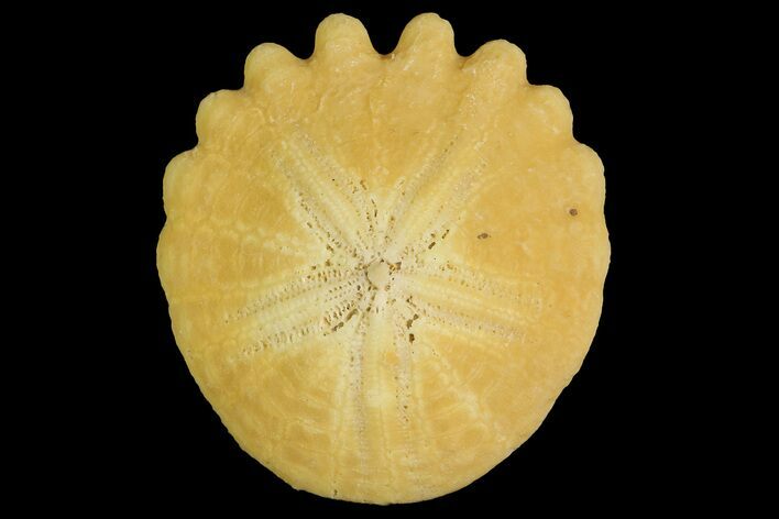1.4" Fossil Sand Dollar (Heliophora) - Boujdour Province, Morocco ...