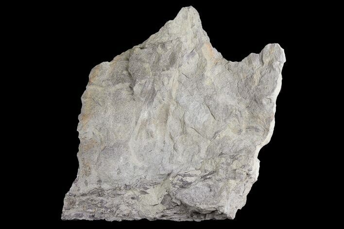 5.2" Fossil Lycopod Tree Root (Stigmaria) - Kentucky (#176788) For Sale ...