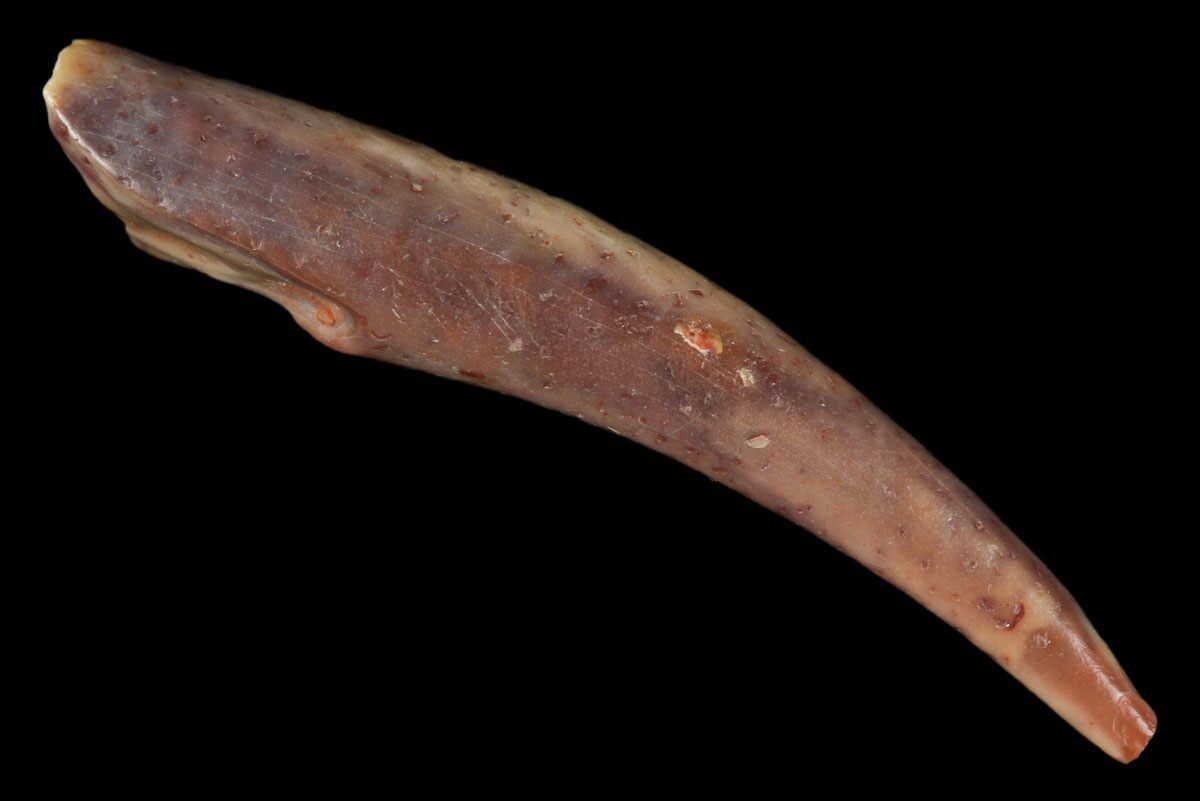 .81" Fossil Pterosaur (Siroccopteryx) Tooth - Morocco (#178503) For ...