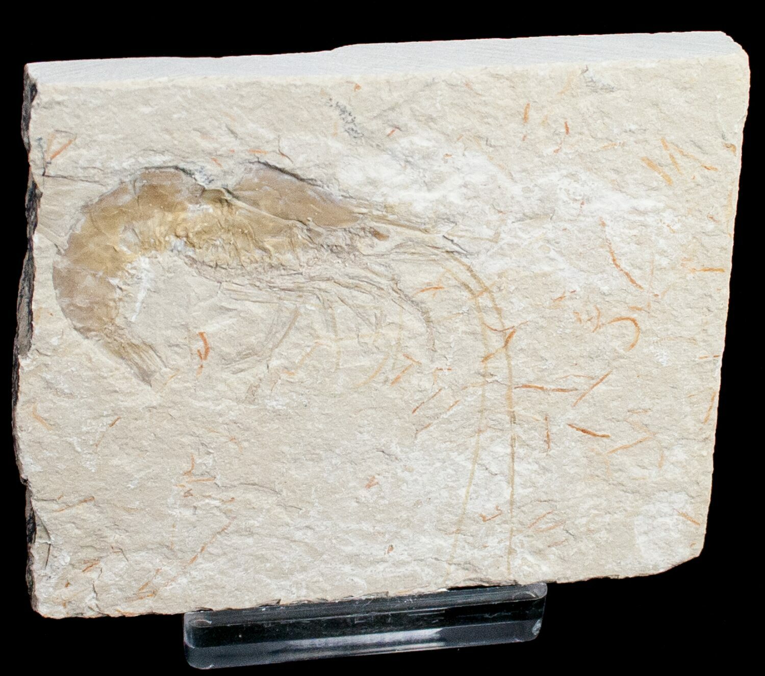 Fossil Shrimp Carpopenaeus From Lebanon (#11511) For Sale - FossilEra.com