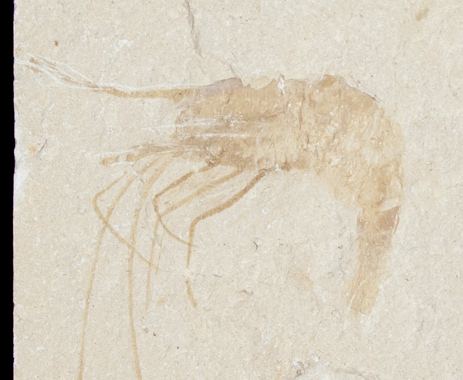Fossil Shrimp Carpopenaeus From Lebanon (#11515) For Sale - FossilEra.com