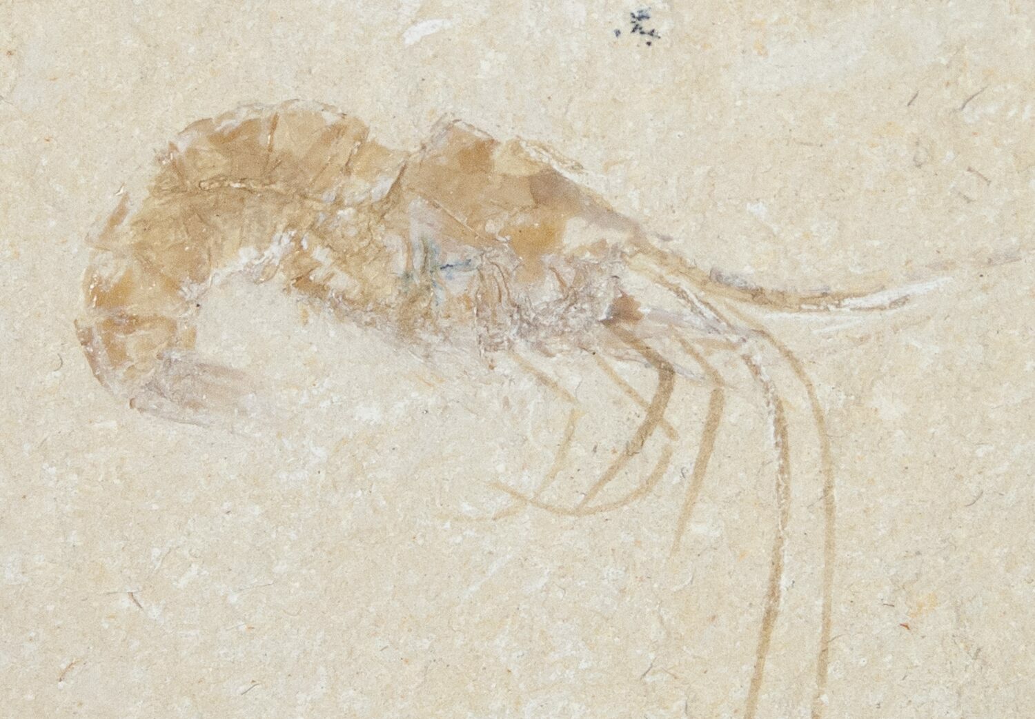 Fossil Shrimp Carpopenaeus From Lebanon (#11517) For Sale - FossilEra.com