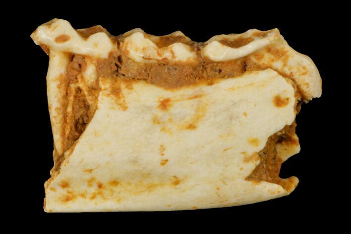 .3" Eocene Primate (Necrolemur) Jaw Section - France (#179973) For Sale ...