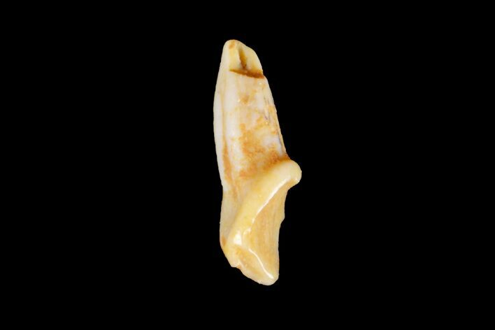 .16" Eocene Primate (Necrolemur) Rooted Tooth Fossil - France (#179981 ...