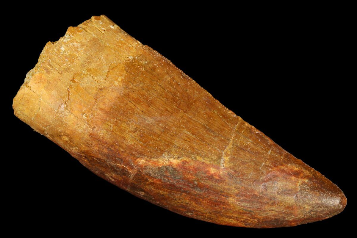 Serrated, 3.18" Carcharodontosaurus Tooth - Real Dinosaur Tooth ...