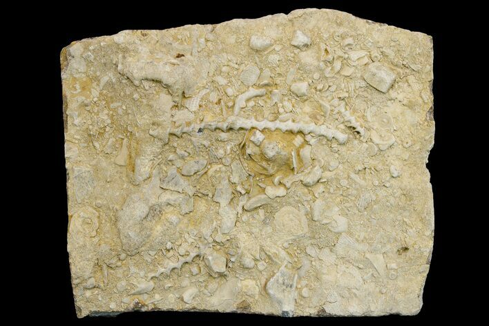 4" Plate of Archimedes Screw Bryozoan Fossils - Alabama (#178272) For ...