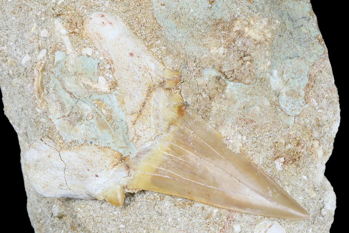 3" Eocene Otodus Shark Tooth Fossil in Rock - Huge Tooth! (#174052) For ...
