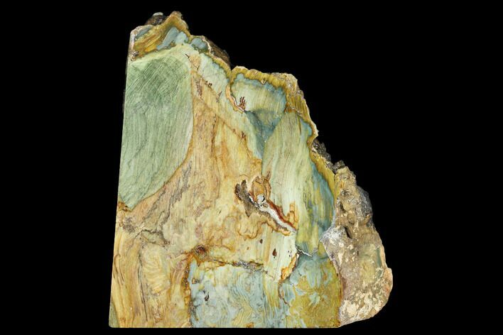 5.8" Polished, Gary Green (Larsonite) Petrified Wood - Oregon (#181930 ...