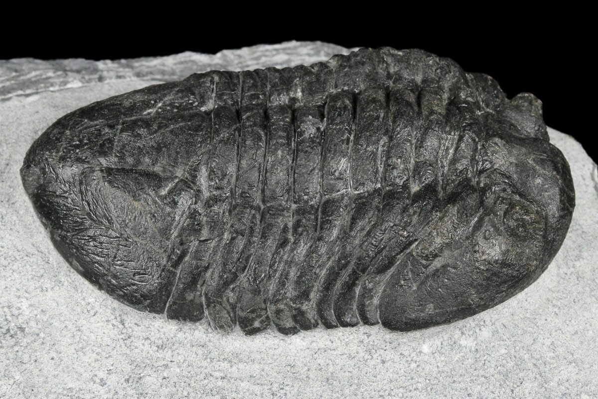 Bargain, 3.05" Asaphus Trilobite - Slemestadt, Norway (#183629) For ...