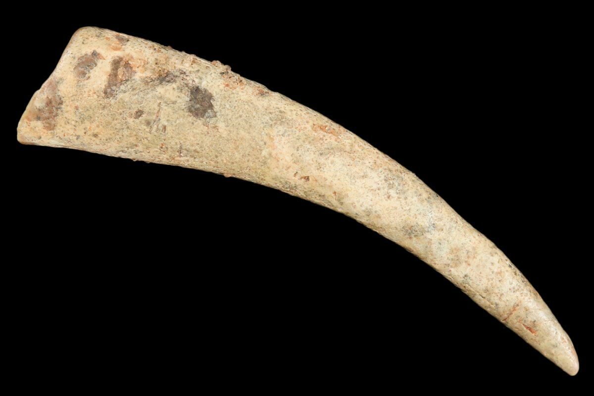 1.5" Fossil Pterosaur (Siroccopteryx) Tooth - Morocco (#183672) For ...