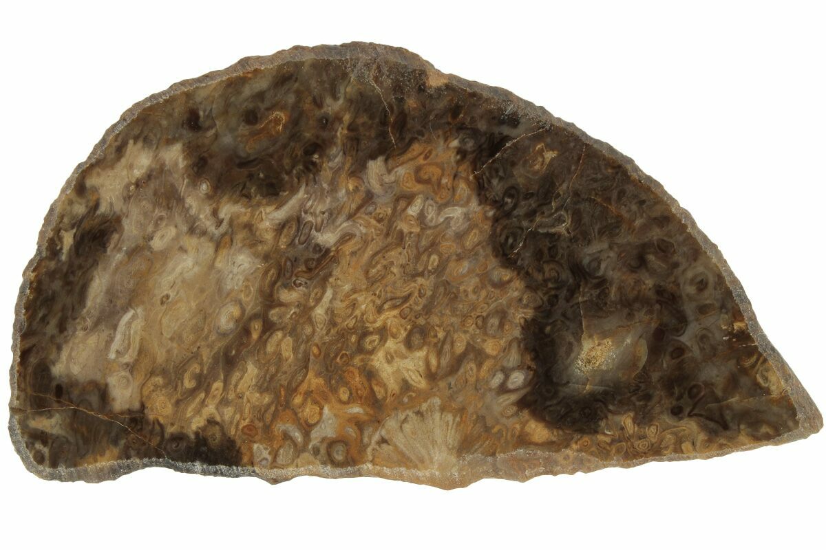 2.5" Polished, Jurassic Petrified Tree Fern (Osmunda) Slab - Australia ...