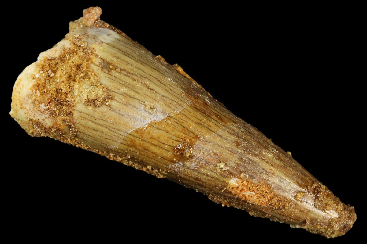 1.7" Cretaceous Fossil Crocodile Tooth - Morocco (#185407) For Sale ...