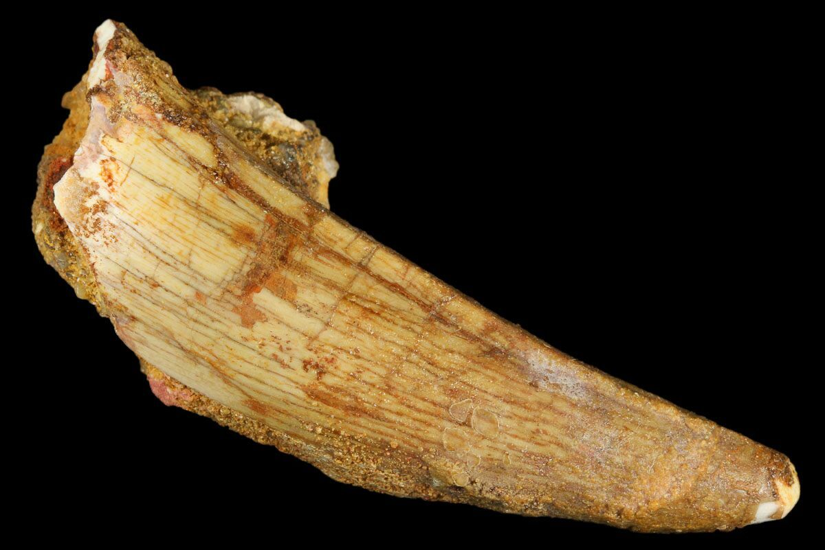 1.9" Cretaceous Fossil Crocodile Tooth - Morocco (#185376) For Sale ...