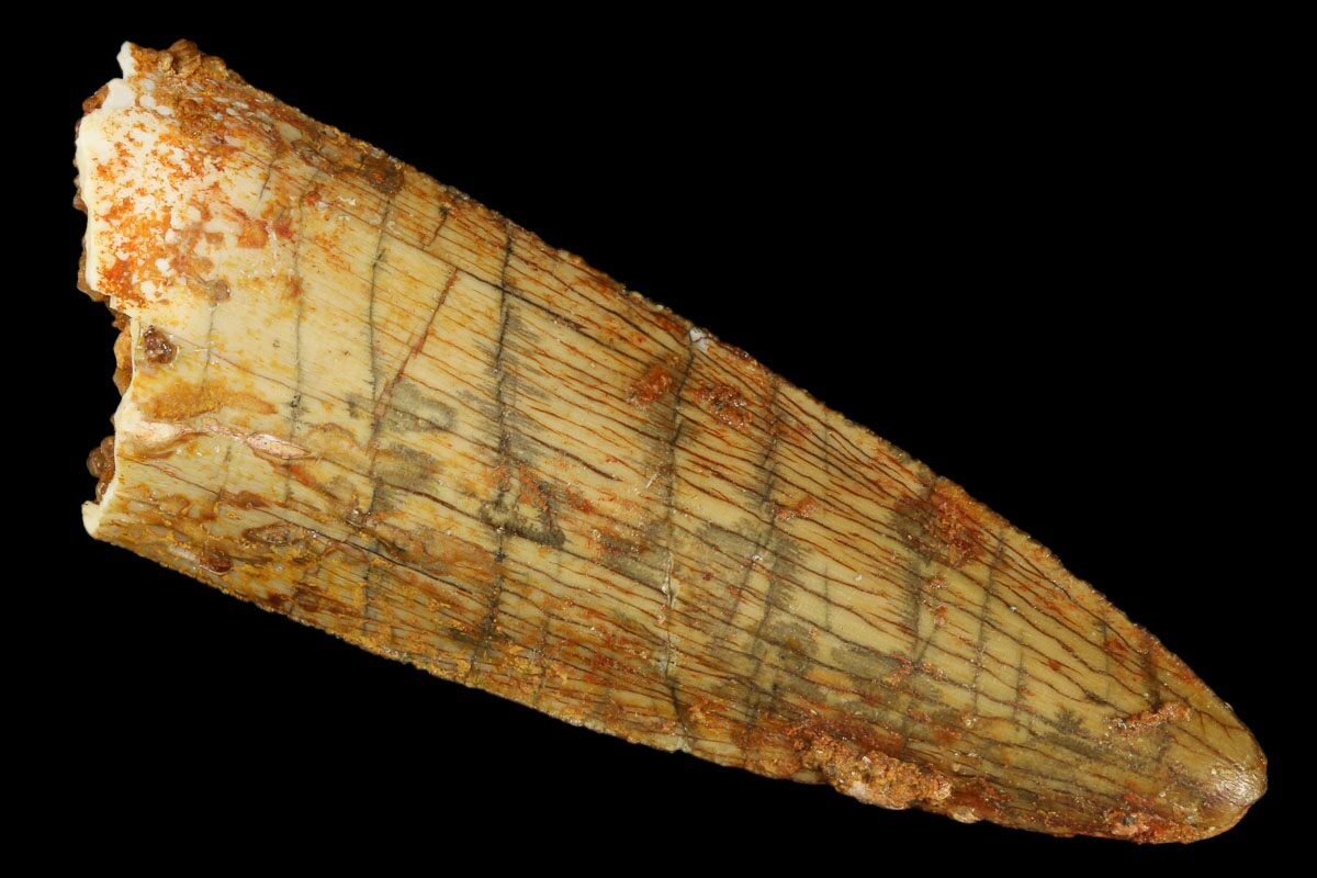 1.7" Cretaceous Fossil Crocodile Tooth - Morocco (#185388) For Sale ...