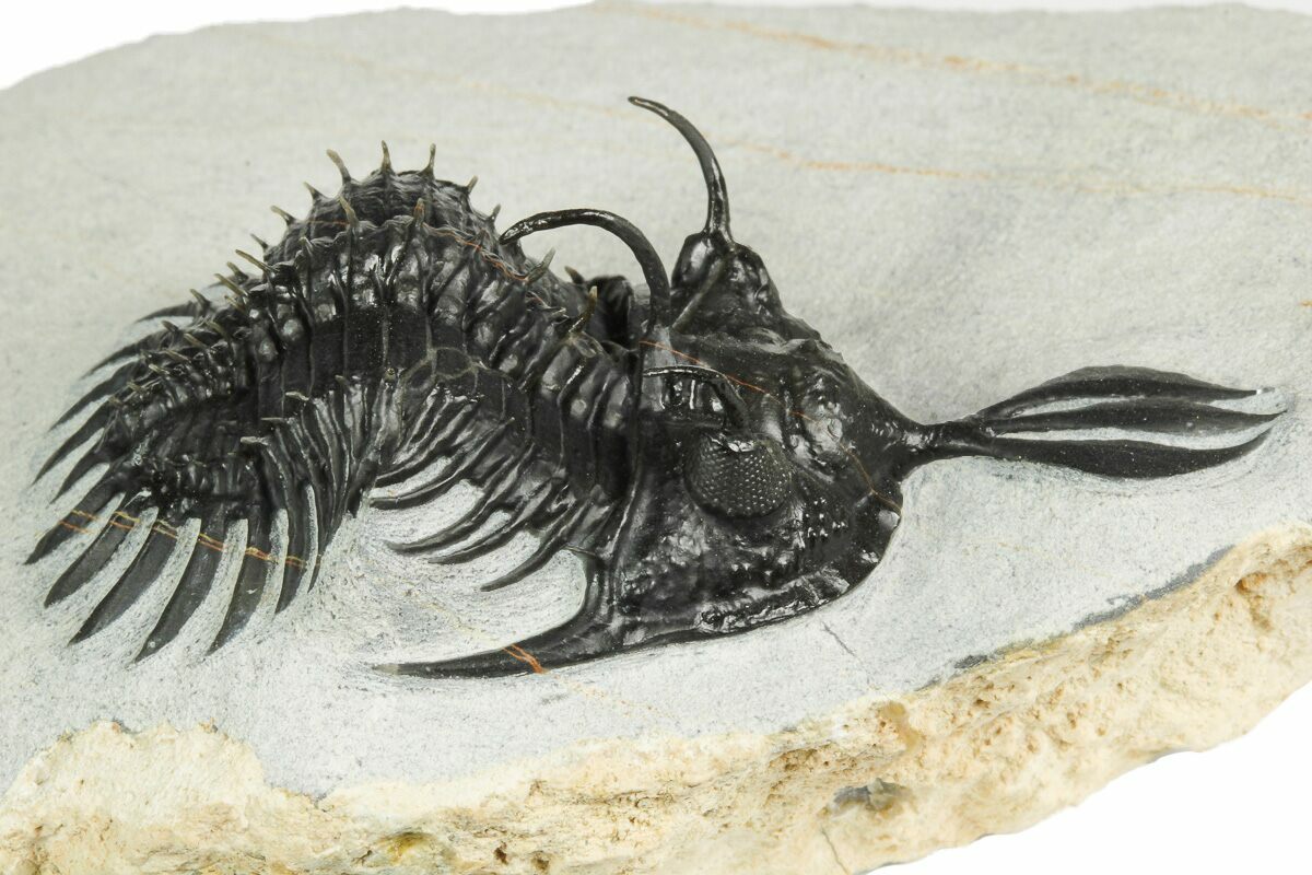 2.4" Short Trident Walliserops Trilobite - Timrzit, Morocco (#179594 ...