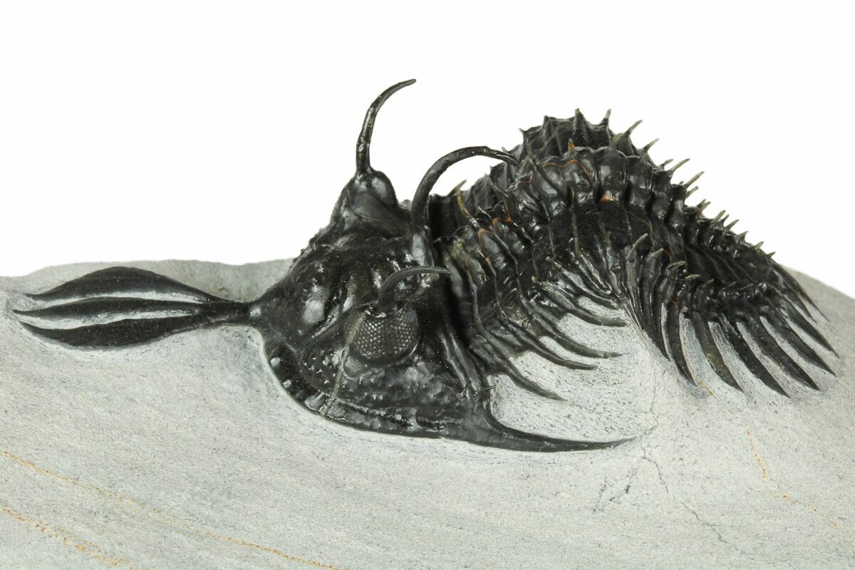 2.4" Short Trident Walliserops Trilobite - Timrzit, Morocco (#179594 ...