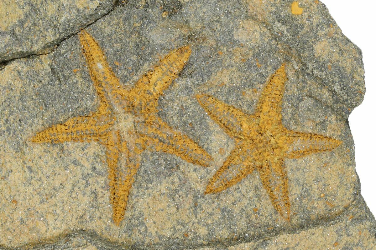 Two Ordovician Starfish (Petraster?) Fossils - Morocco (#187161) For ...