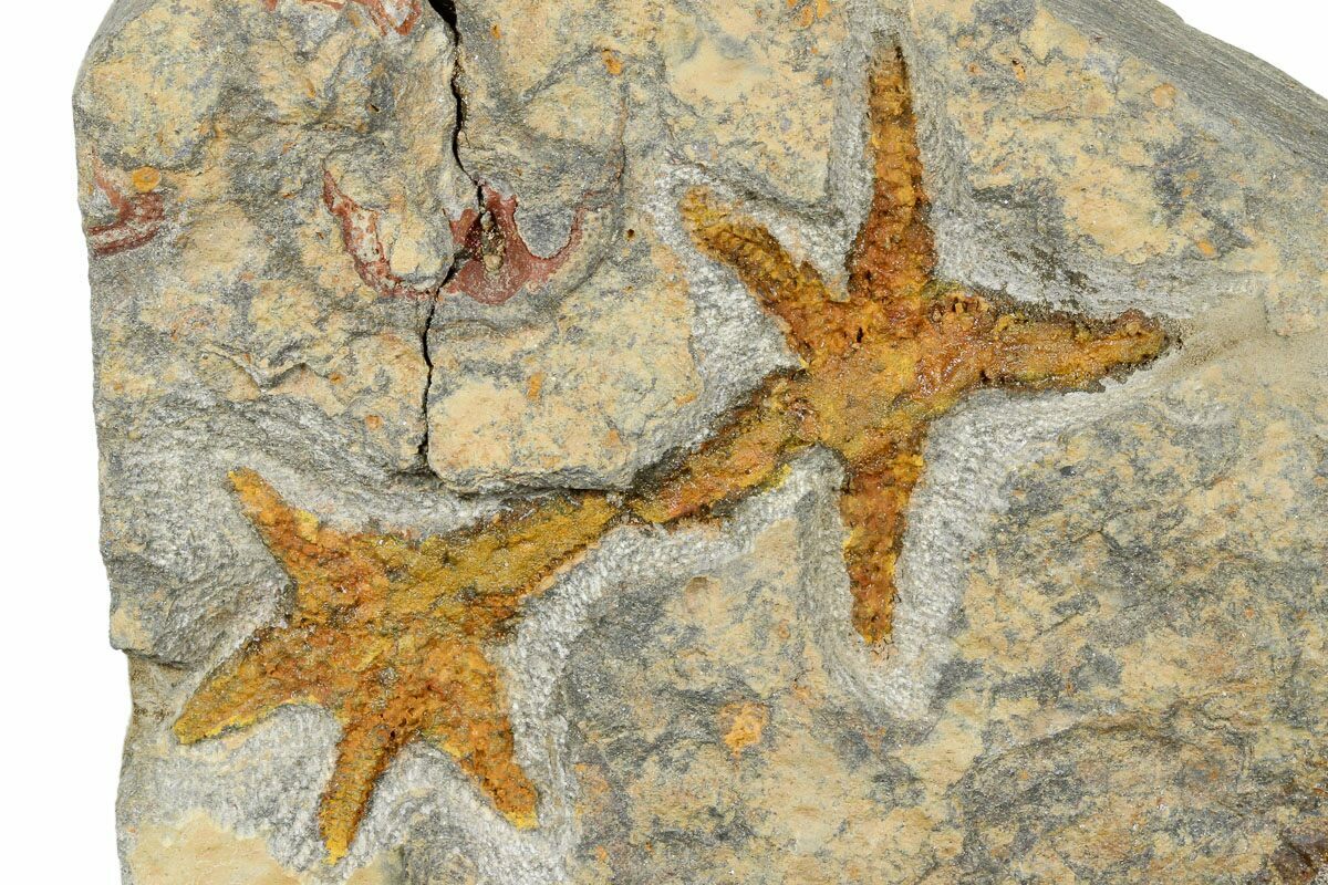 Three Ordovician Starfish (Petraster?) Fossils - Morocco (#187175) For ...