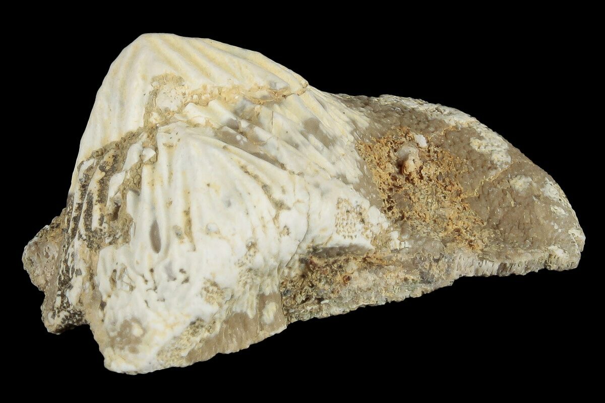 .8" Fossil Crusher Shark (Ptychodus) Tooth - Kansas (#187426) For Sale ...