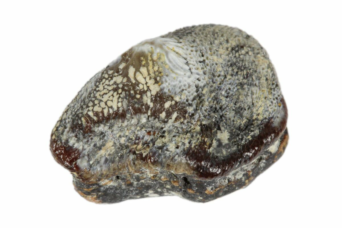 .37" Fossil Crusher Shark (Ptychodus) Tooth - Kansas (#187542) For Sale ...